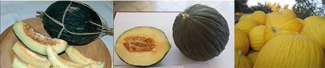 Melonen – Pizza Pazza